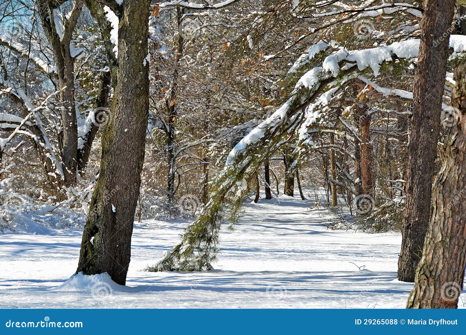 Winter path in the woods stock photo. Image of tree, nature - 29265088