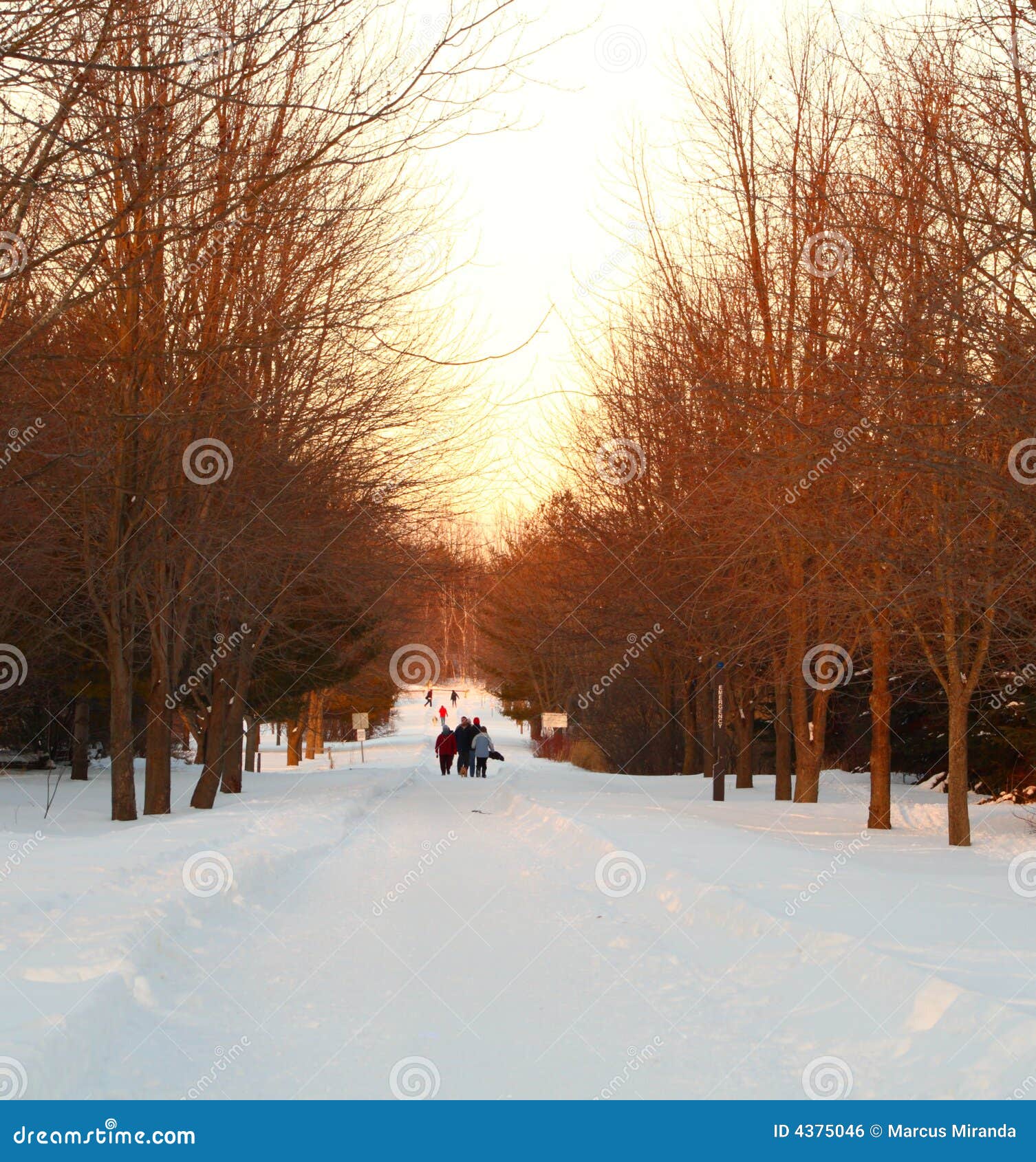 Winter pathway stock photo. Image of pathway, tree, scene - 4375046