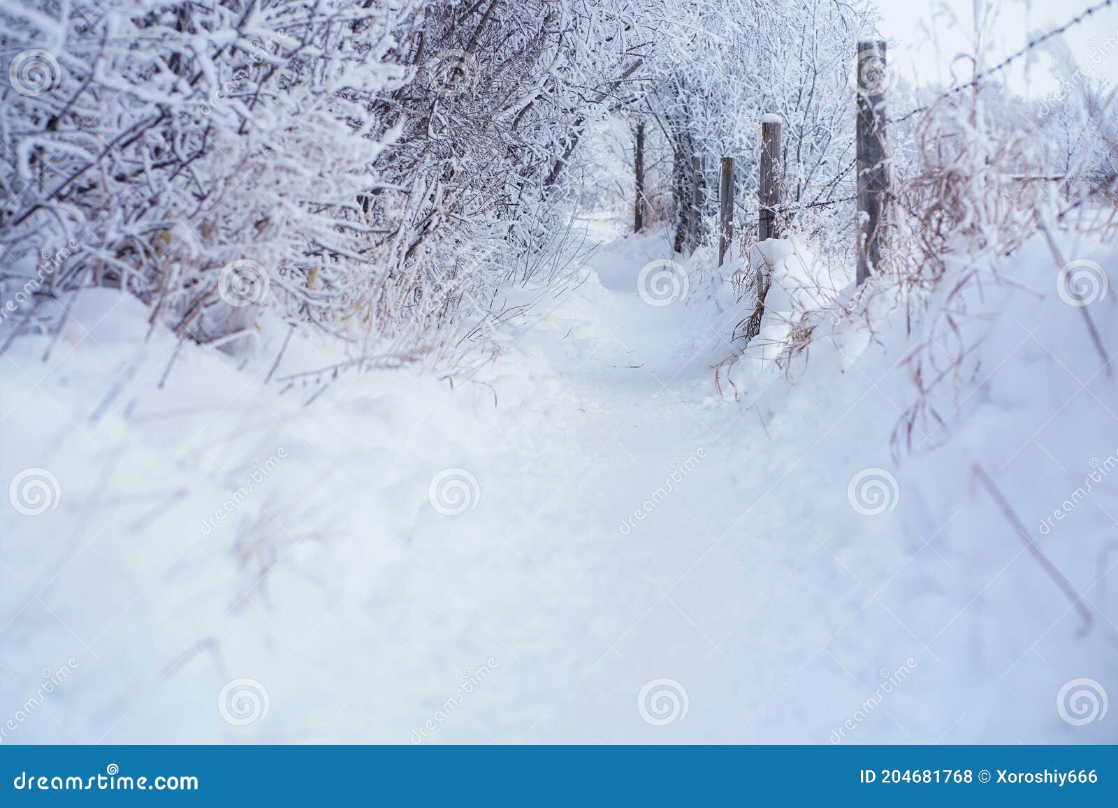 Winter Pathway Covered by Snow and Ice Stock Photo - Image of road ...