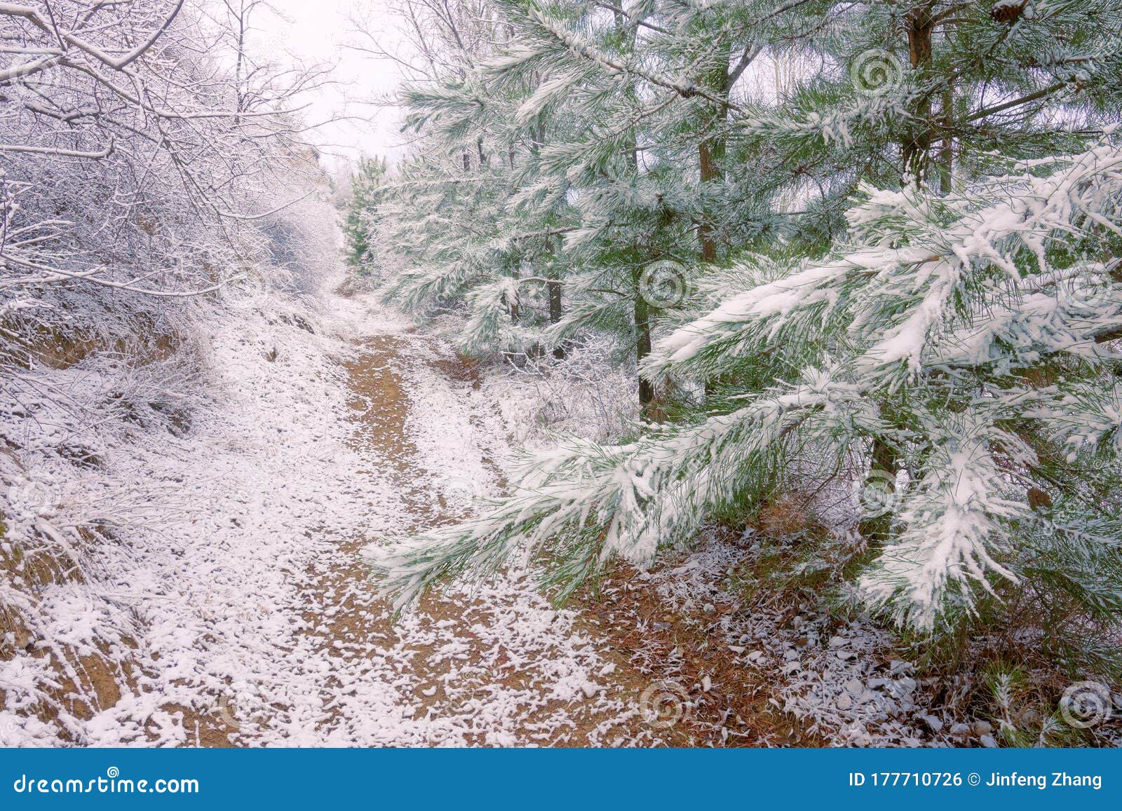 Winter pathway stock photo. Image of tree, trees, scenery - 177710726