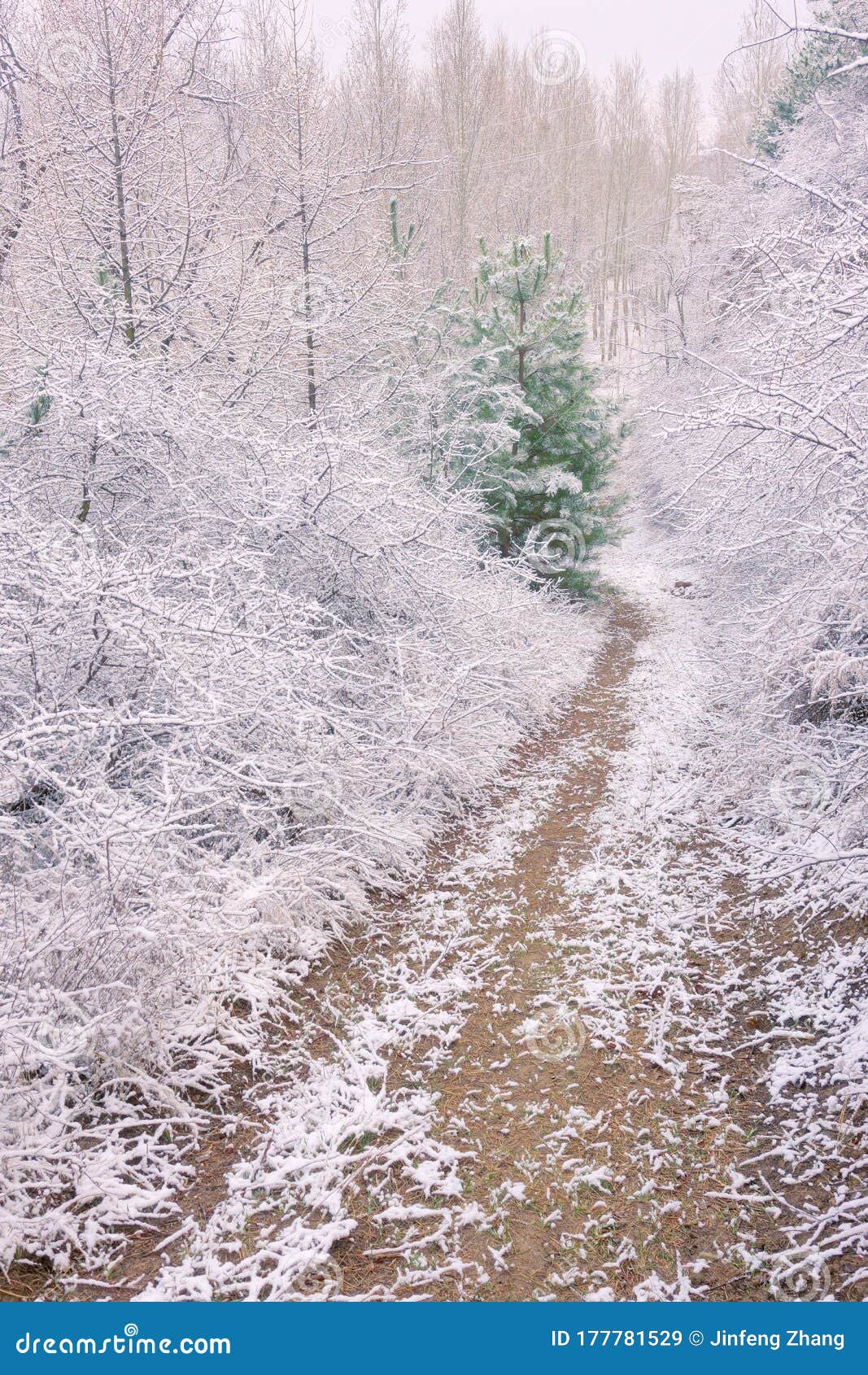 Winter pathway stock image. Image of shrub, forest, white - 177781529