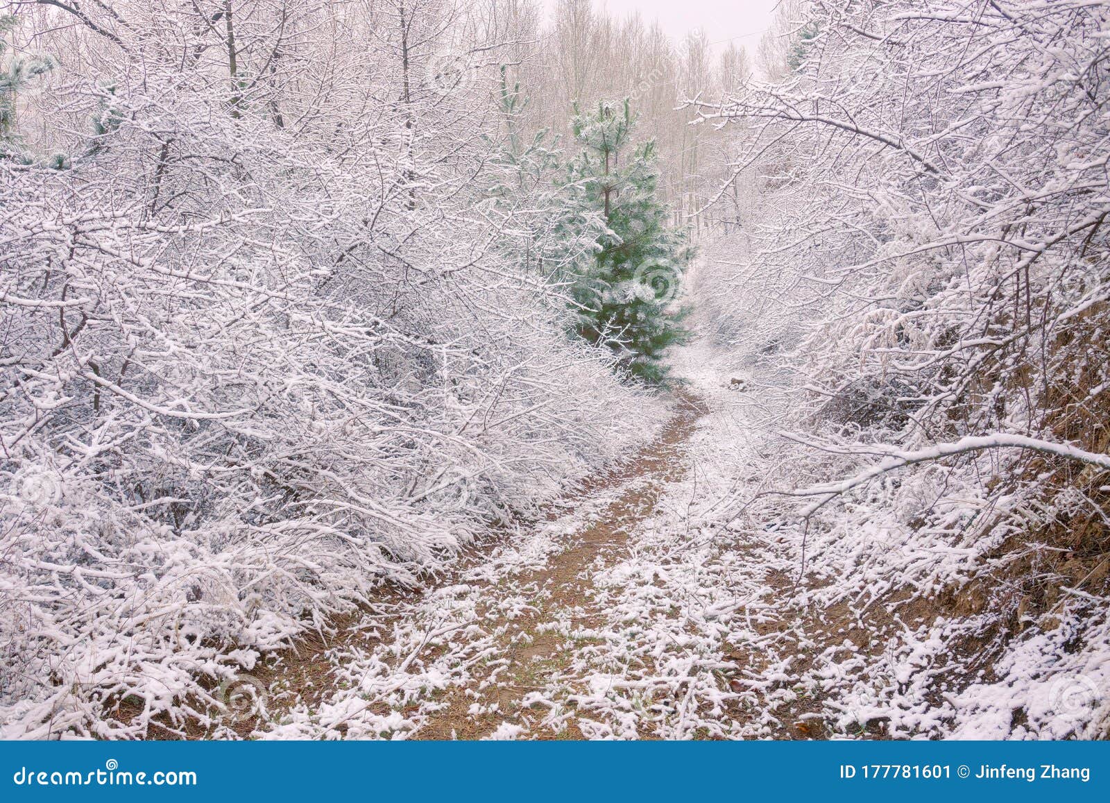 Winter pathway stock image. Image of scenery, wood, tree - 177781601