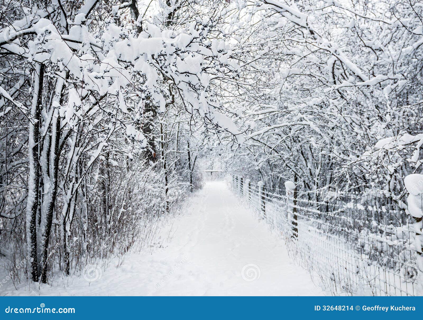 Countryside Path Nature Tree