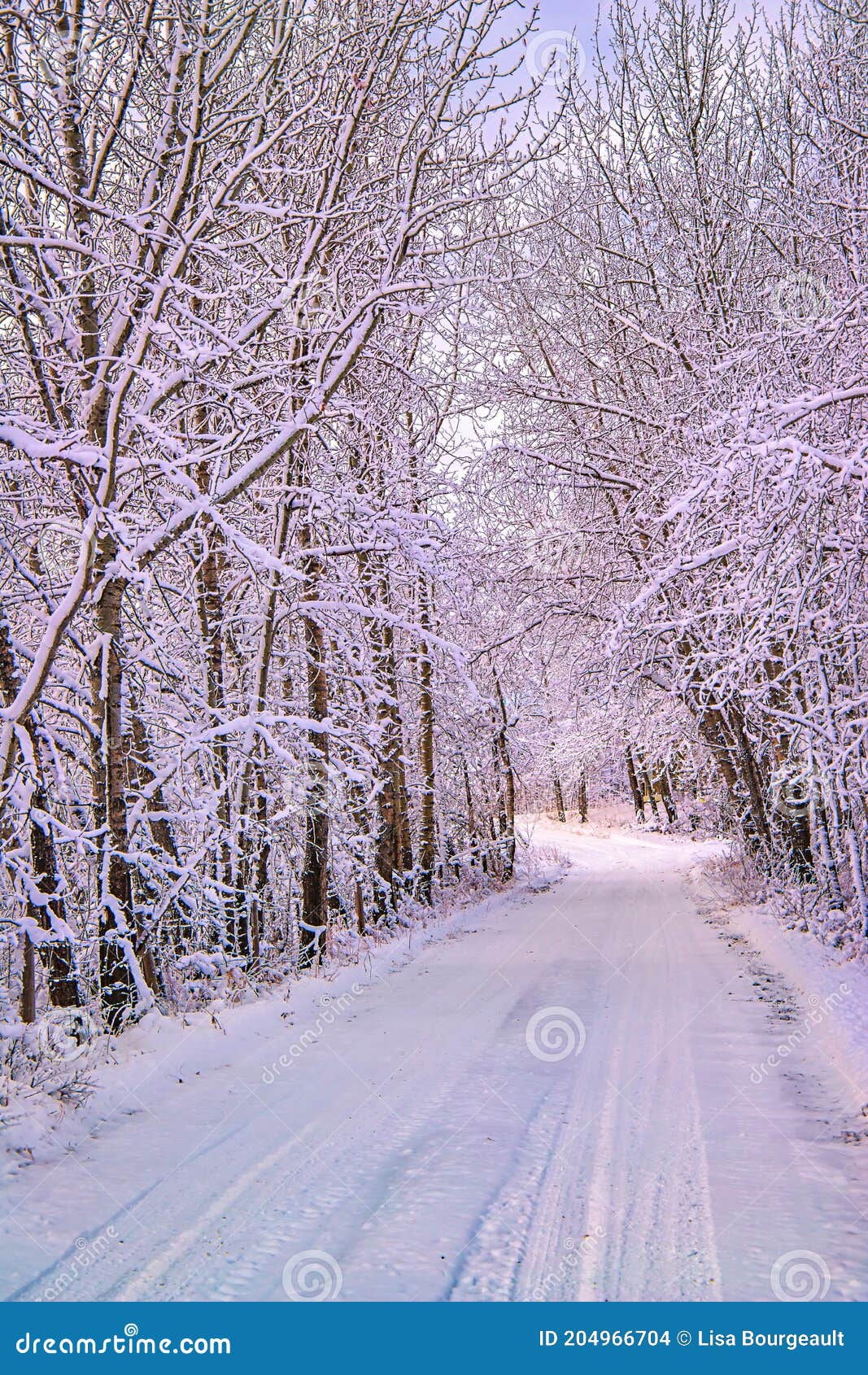 Winter Pathway through Snowy Trees Stock Photo - Image of natural, road ...
