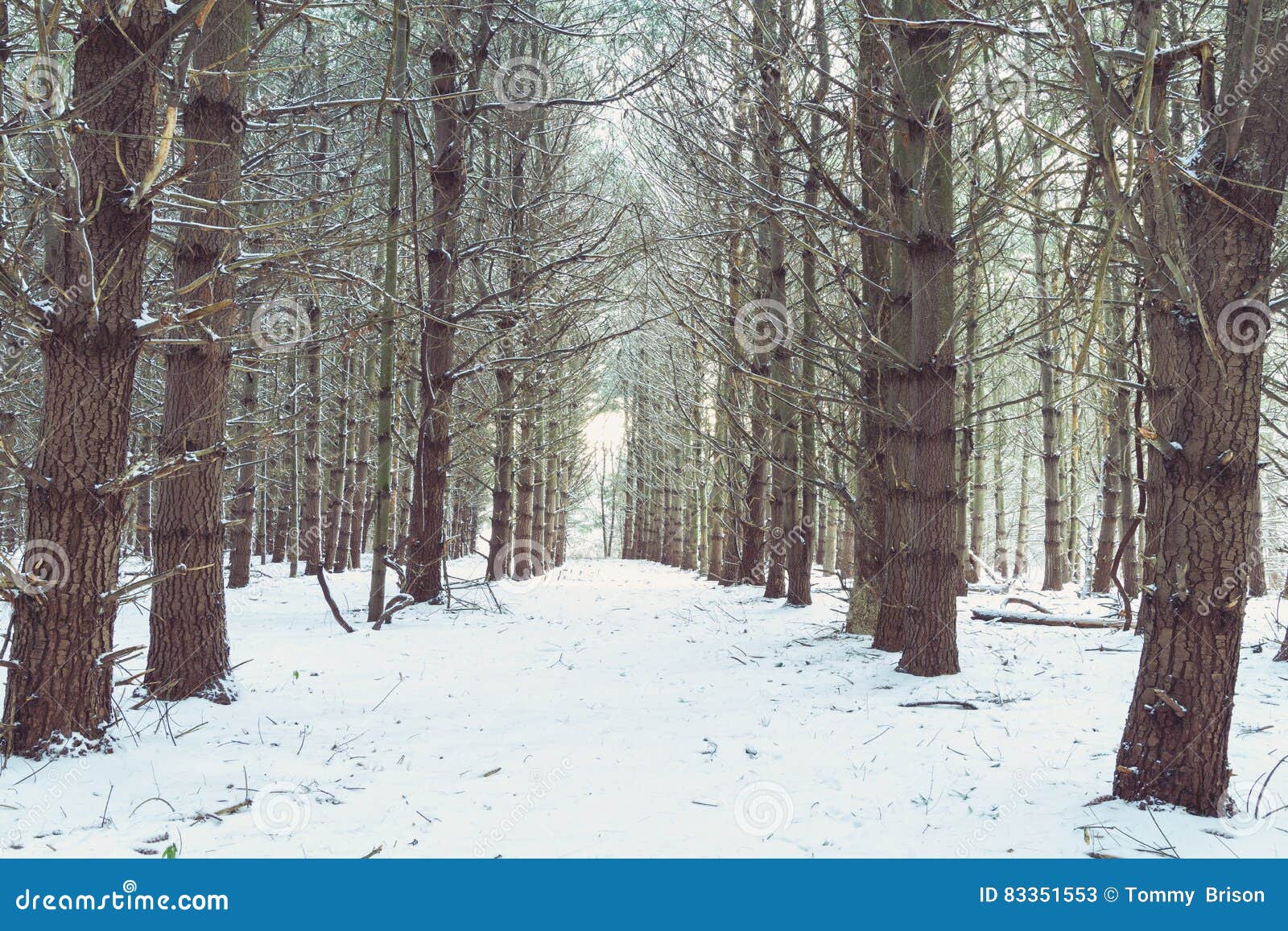 Winter Pathway through the Woods Stock Image - Image of landscape ...