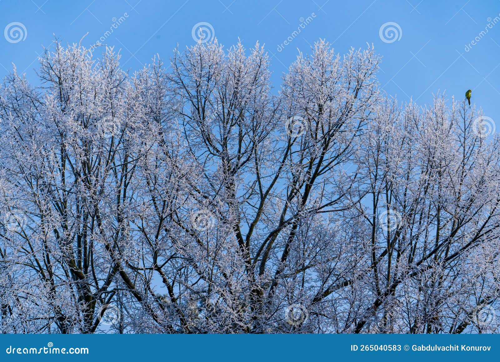 Winter Pattern, Hoar-covered Trees on Blue Sky Background Stock Image ...