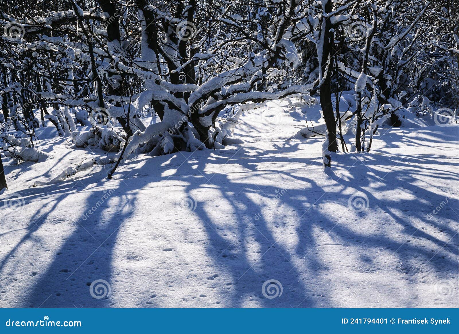 Winter Peace and Quiet in the Forest Stock Image - Image of pines ...