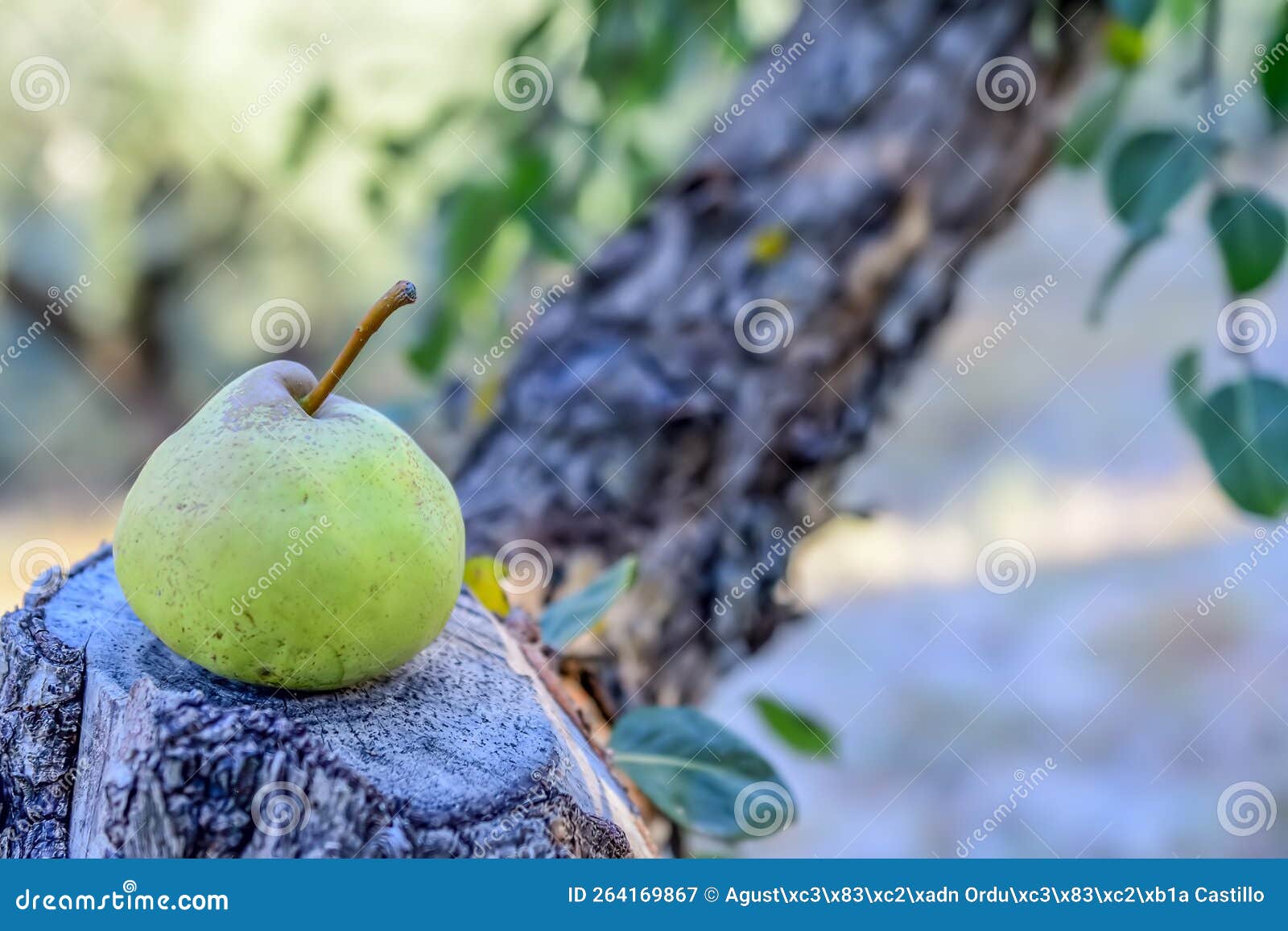 Winter Pear, on the Cut Trunk of the Pear Tree. Stock Image - Image of ...