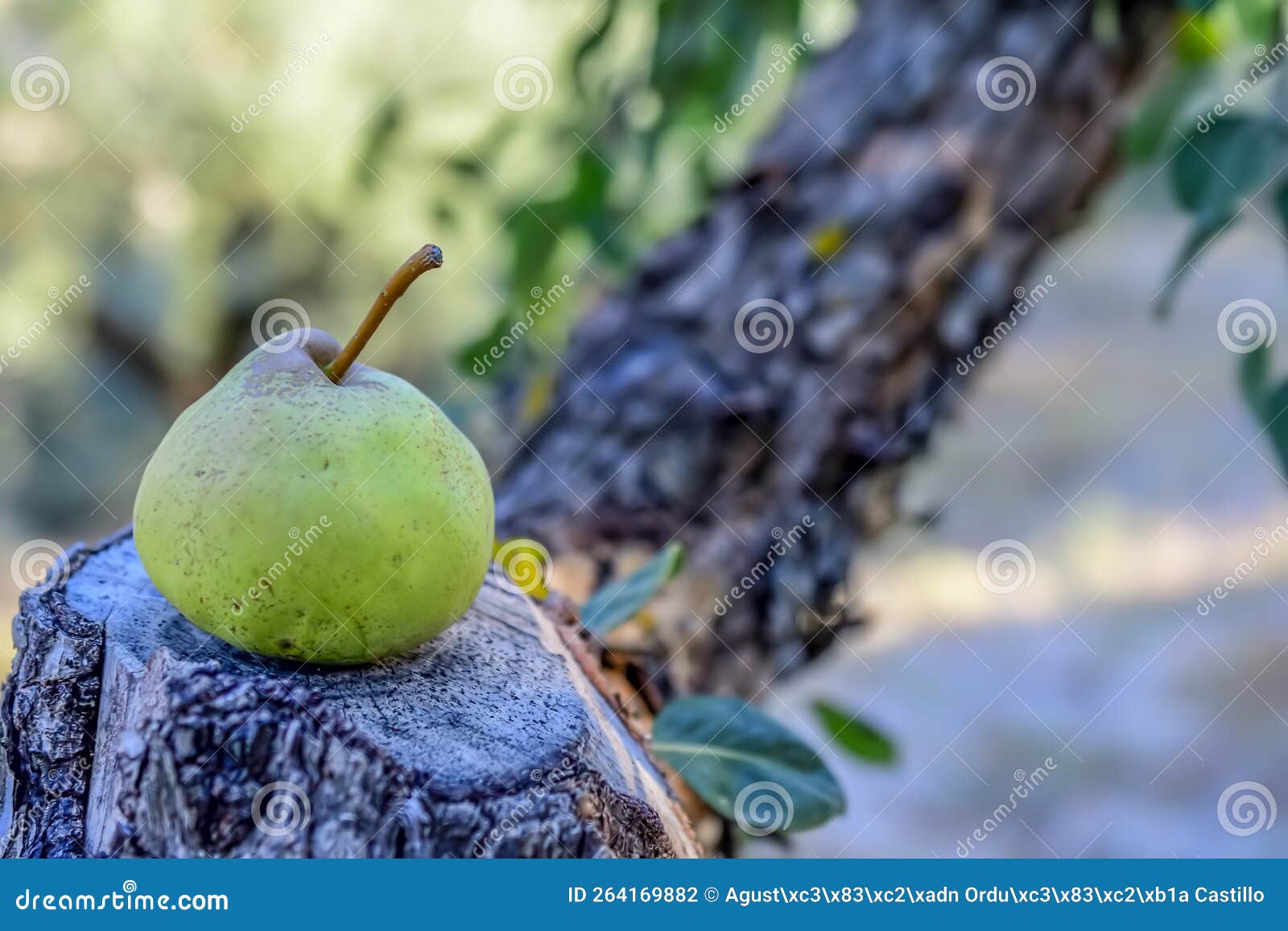 Winter Pear, on the Cut Trunk of the Pear Tree. Stock Photo - Image of ...