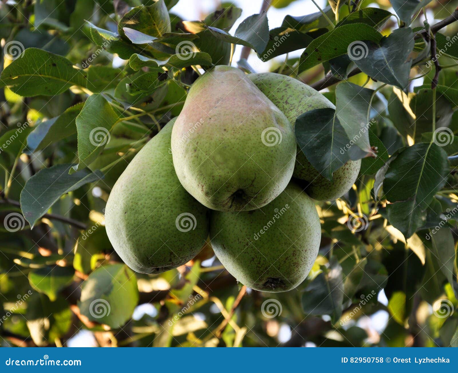 Winter pear varieties stock photo. Image of winter, fruit - 82950758