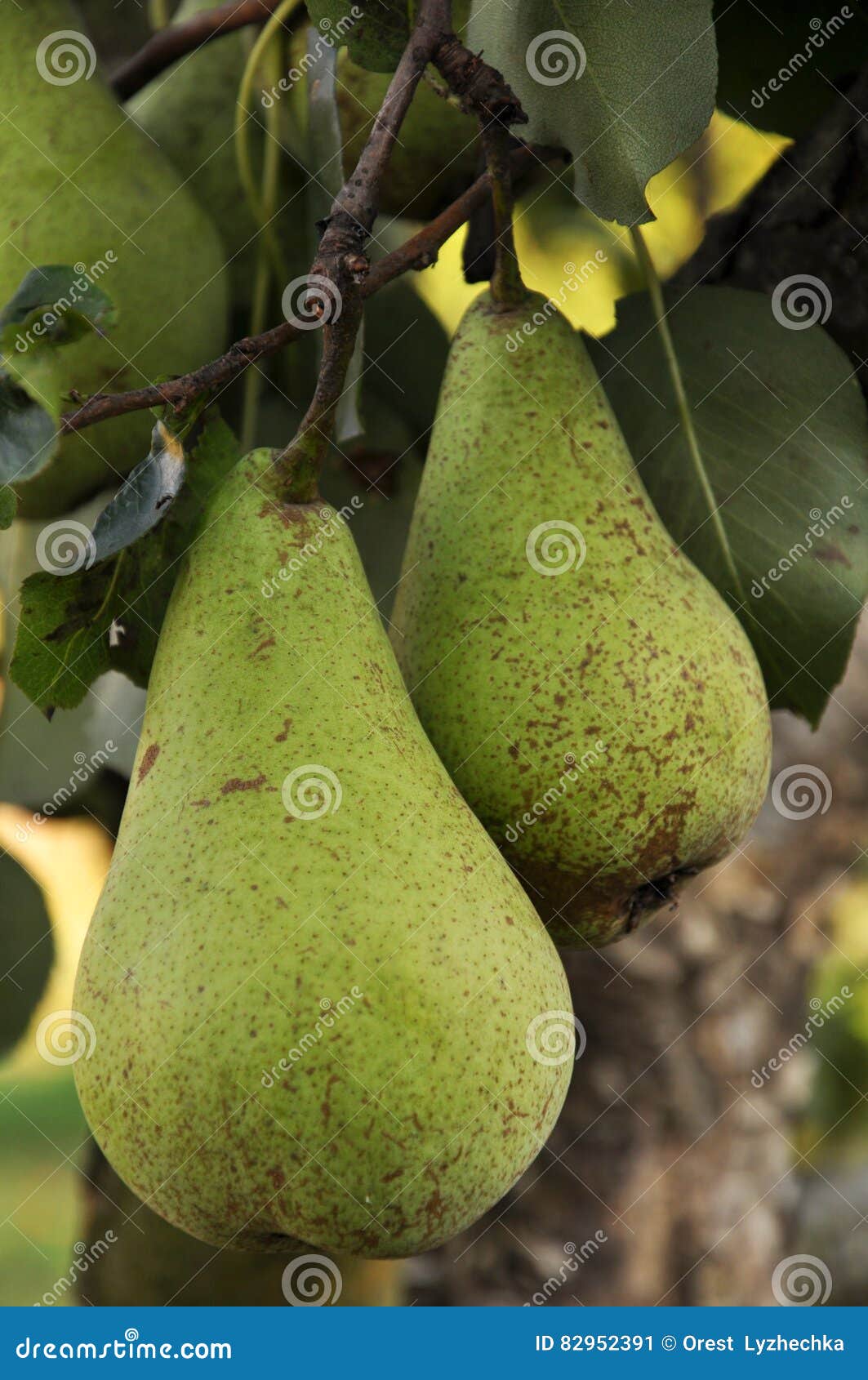 Winter pear varieties_2 stock image. Image of health - 82952391