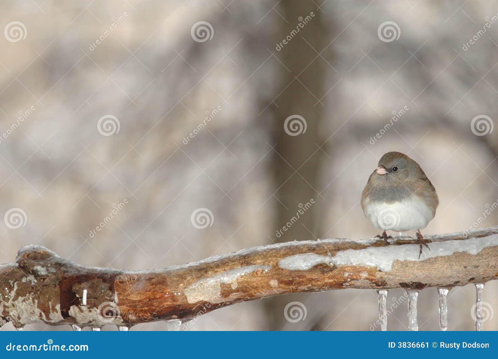 Winter Perch stock image. Image of sparrow, seasons, freezing - 3836661