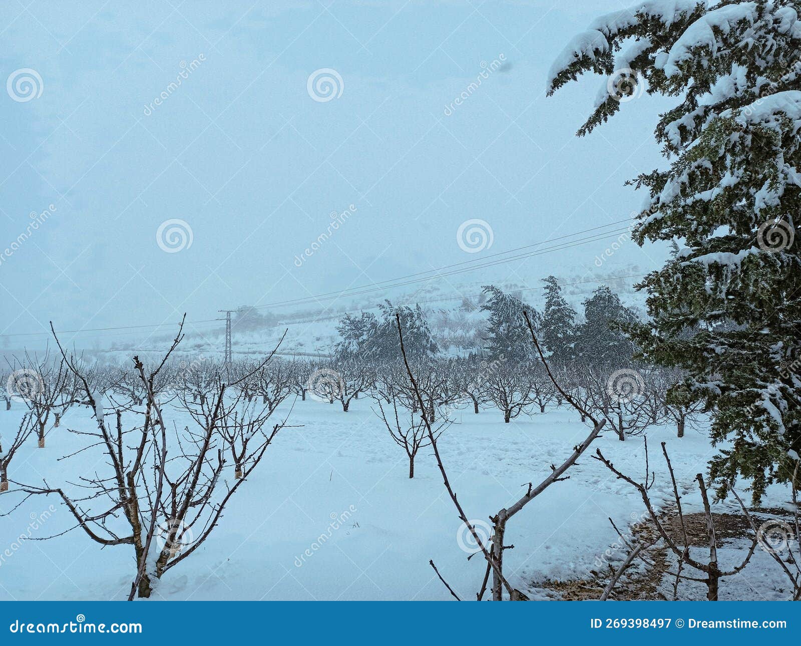Winter Photography of Cherry Tree Trunks in the Snow Stock Image ...