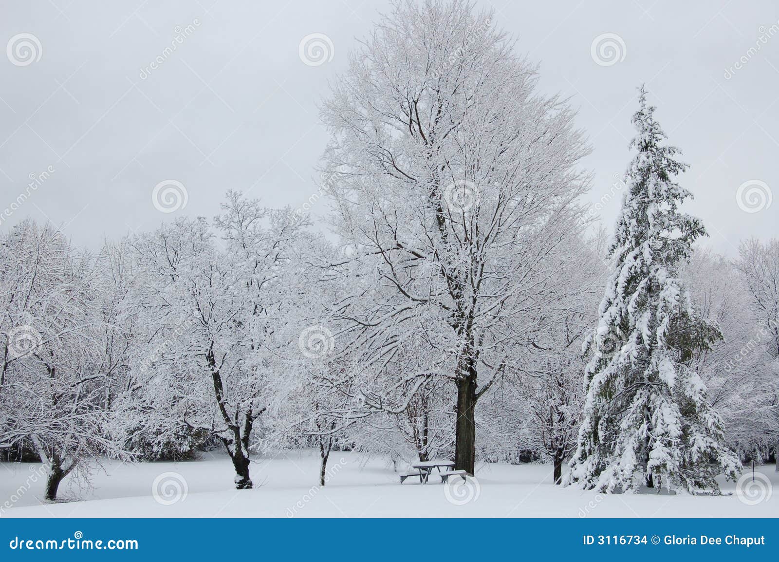 Winter Picnic stock photo. Image of freeze, freezing, tranquil - 3116734