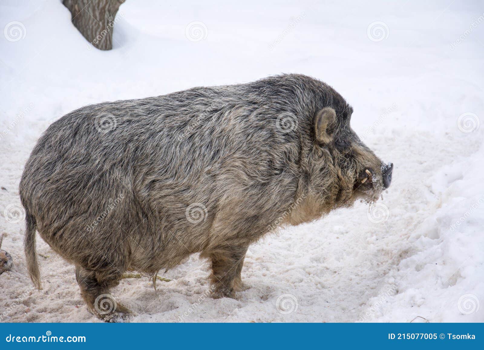 In Winter, a Pig in the Snow during the Day Stock Image - Image of ...