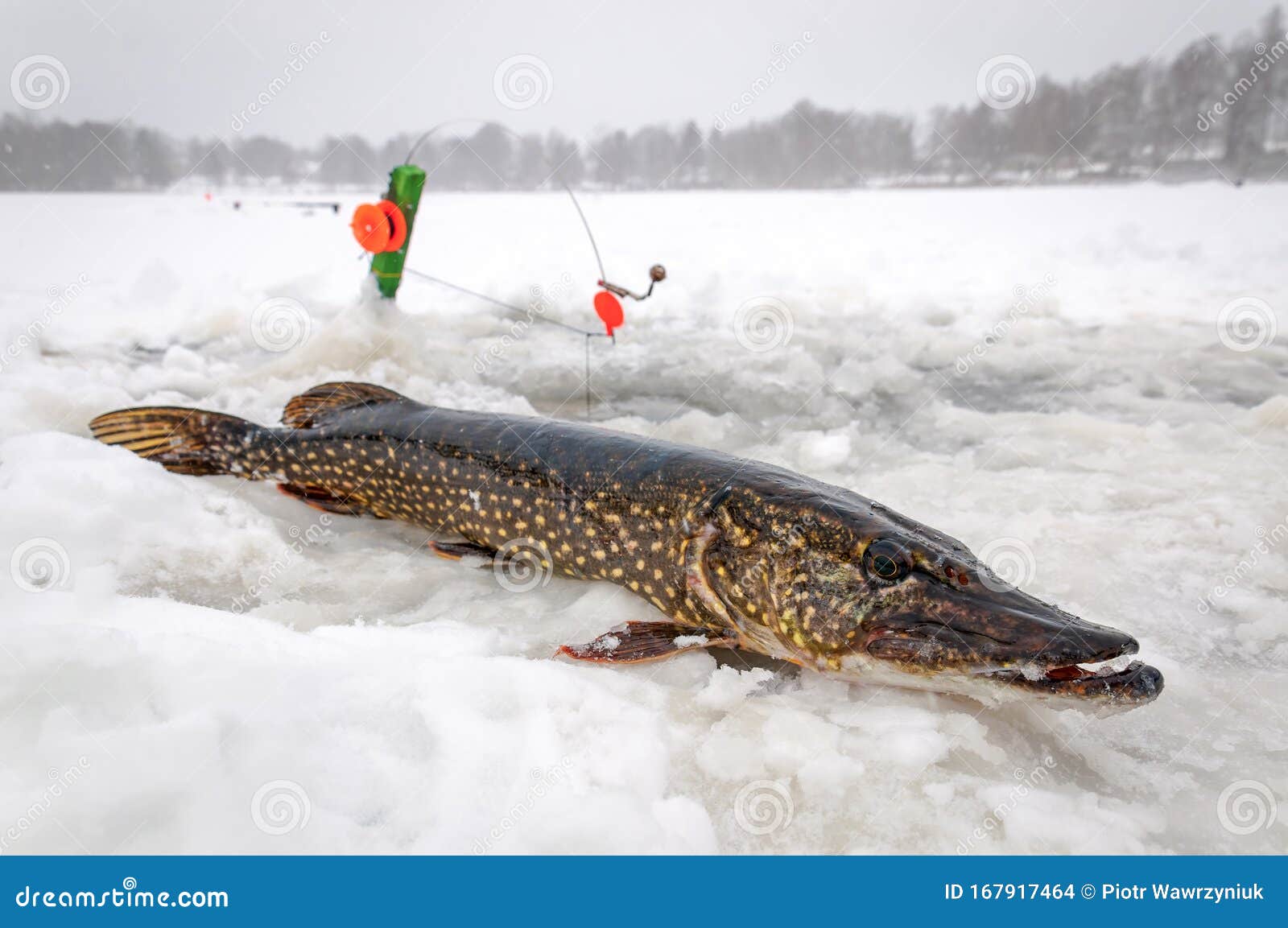 Winter pike fishing stock photo. Image of freshwater - 167917464