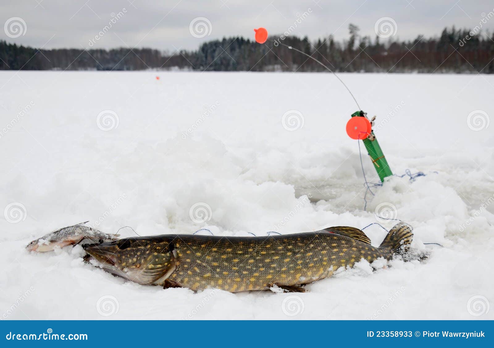 Winter Pike Fishing in Sweden Stock Image - Image of break, hole: 23358933