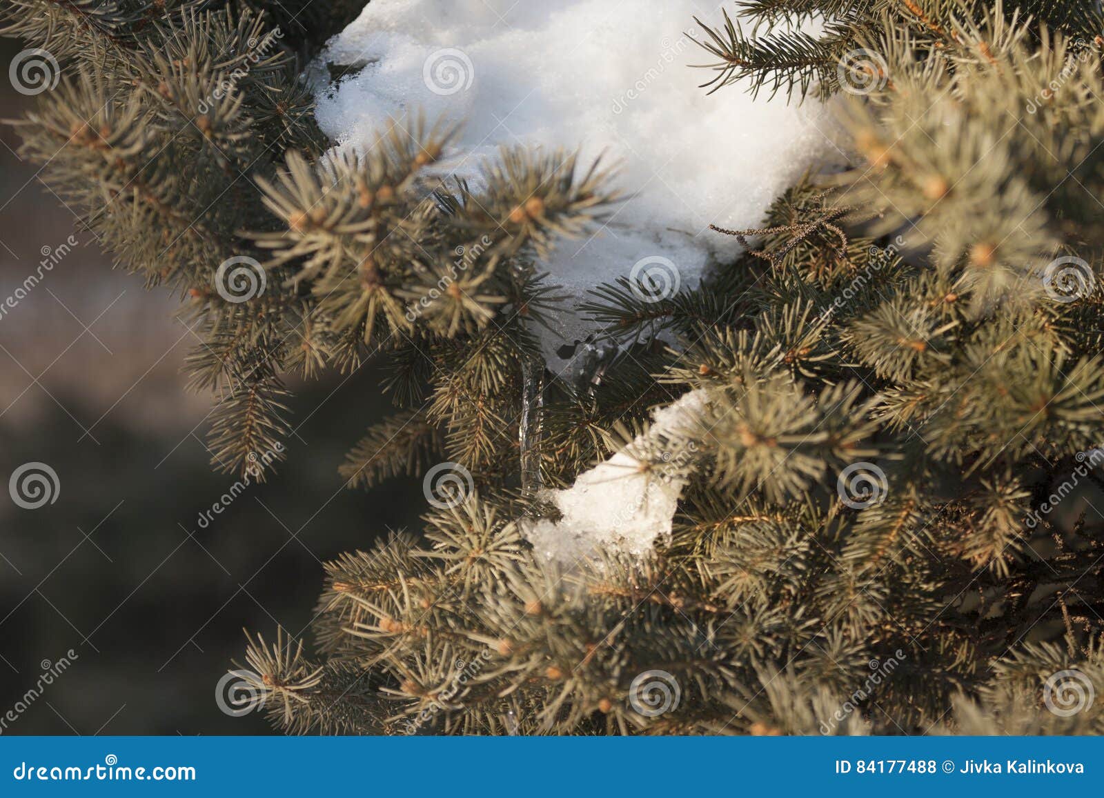 Winter Pin Branche Close-up Stock Photo - Image of branche, season ...