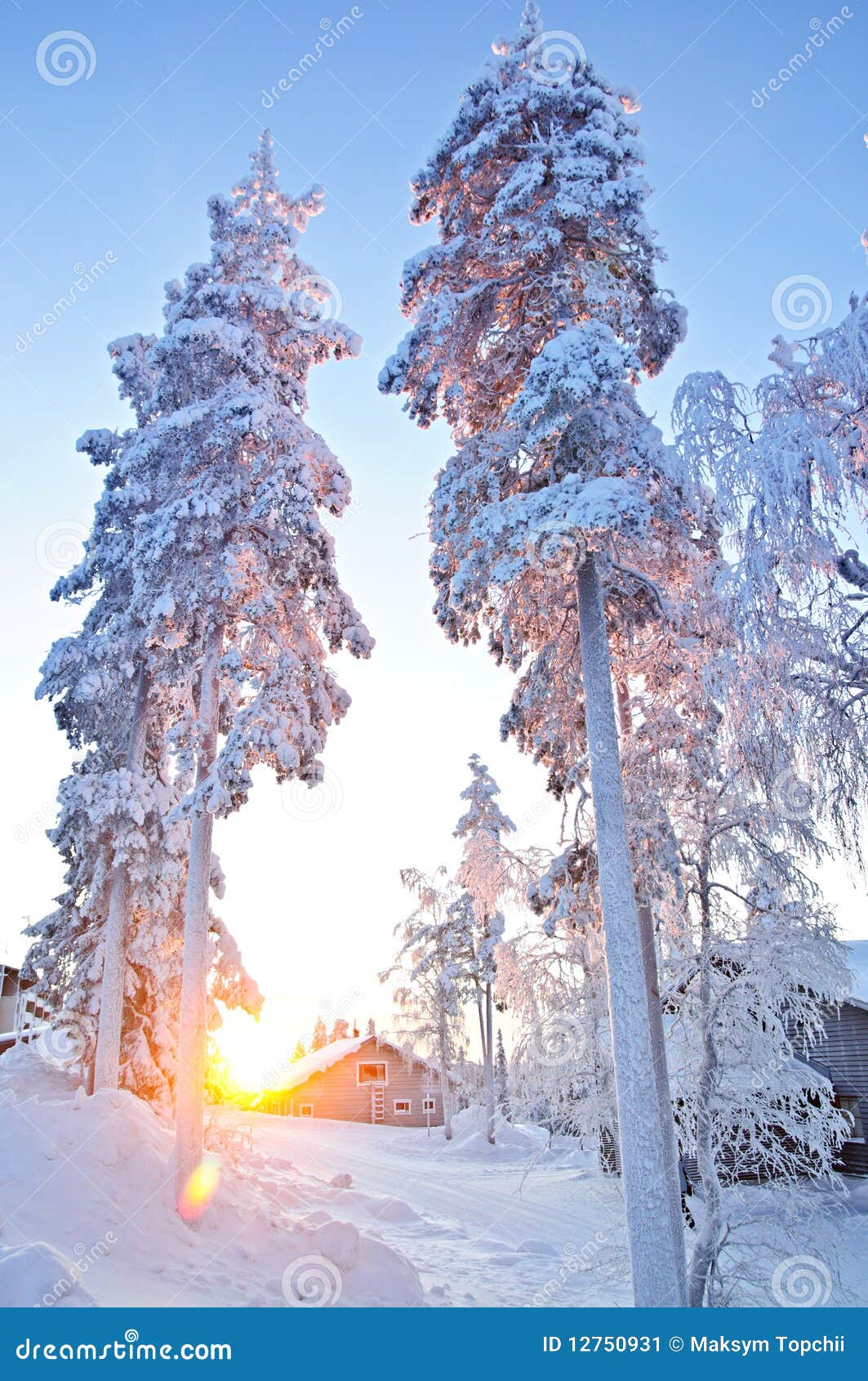 Winter pine stock image. Image of travel, winter, natural - 12750931