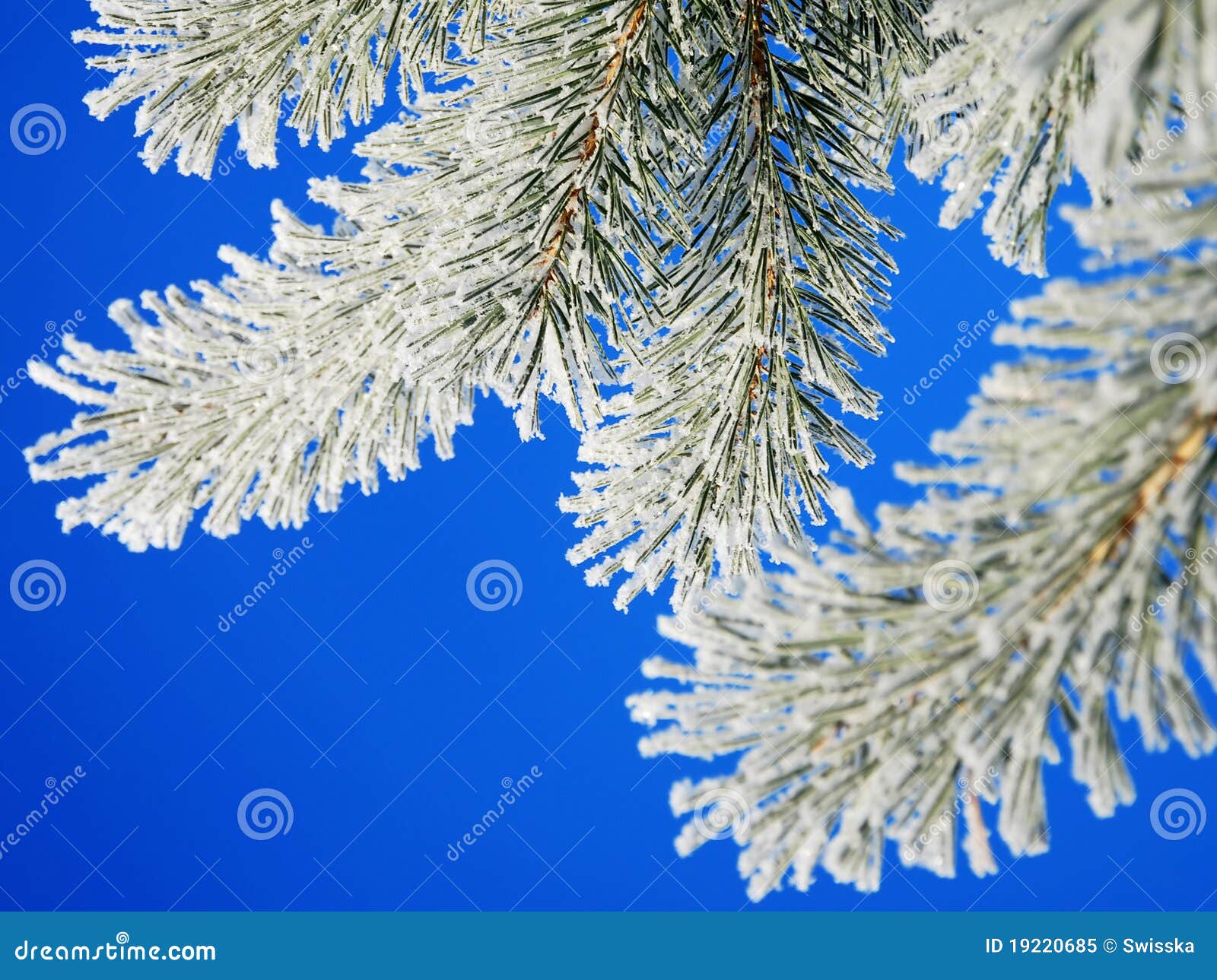 Winter pine stock image. Image of frost, outdoors, nature - 19220685