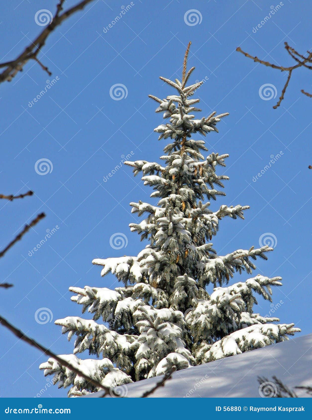 Winter Pine stock photo. Image of vertical, pine, nature - 56880