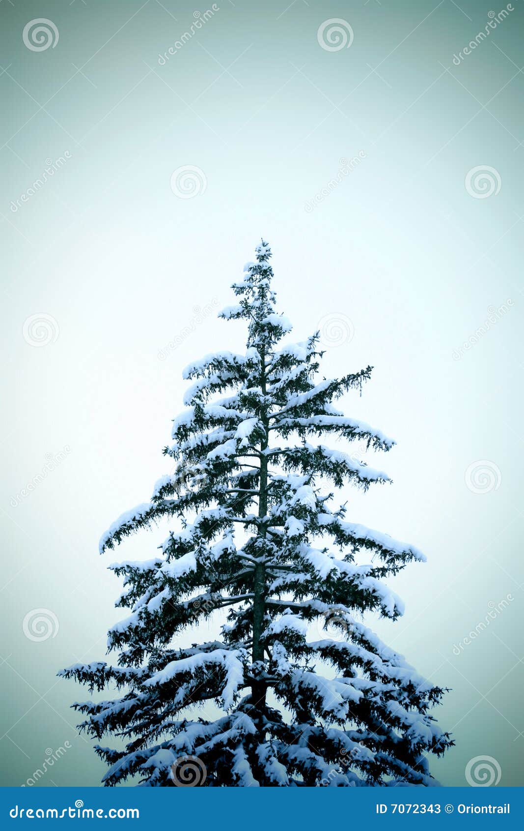 Winter pine stock image. Image of pine, serene, winter - 7072343