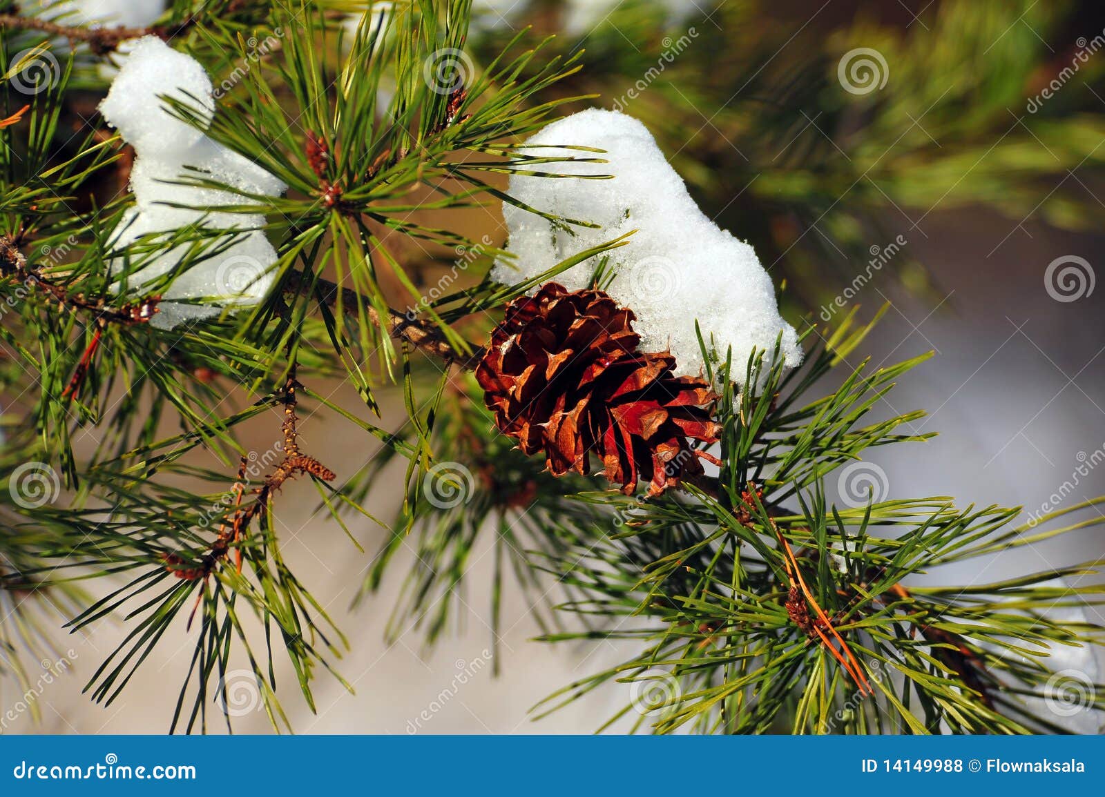 Winter pine cone stock photo. Image of needles, cone - 14149988