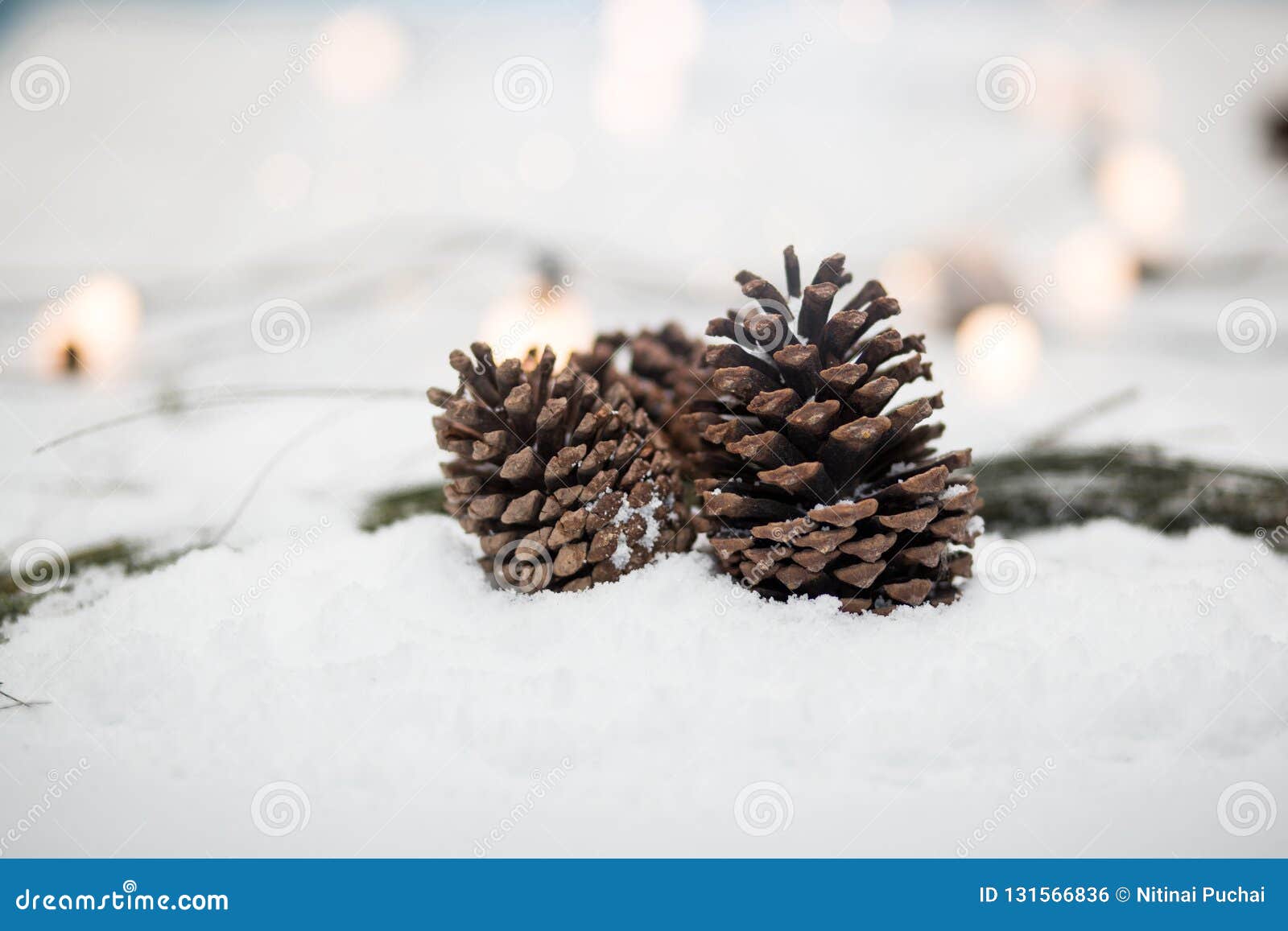 Pine cones on snow stock photo. Image of ornament, holiday - 131566836