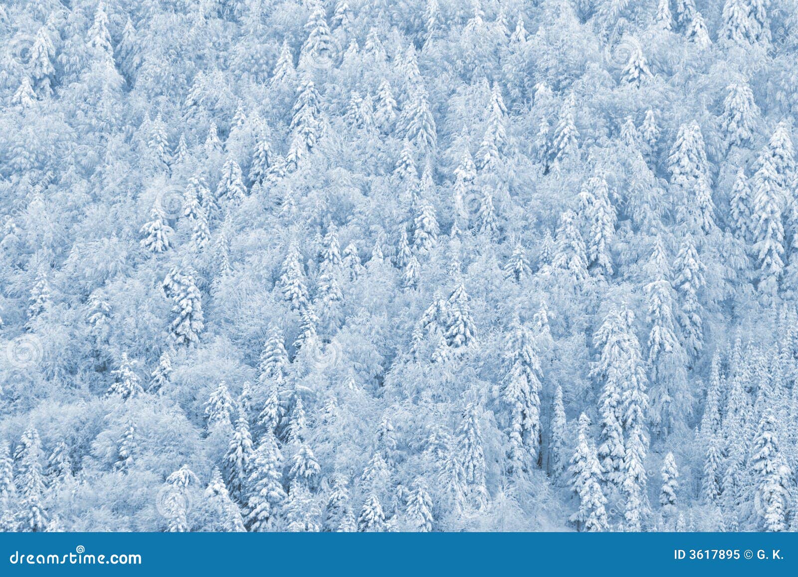 Winter Pine Forest stock image. Image of pinewood, snowy - 3617895