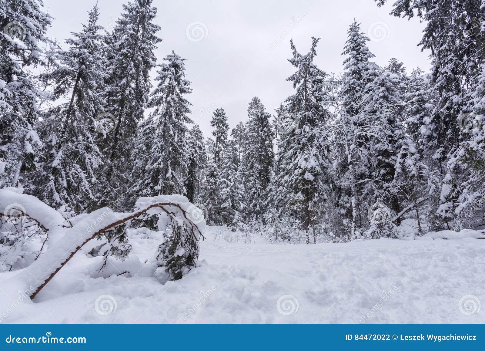 Winter. Pine forest stock photo. Image of forest, pine - 84472022