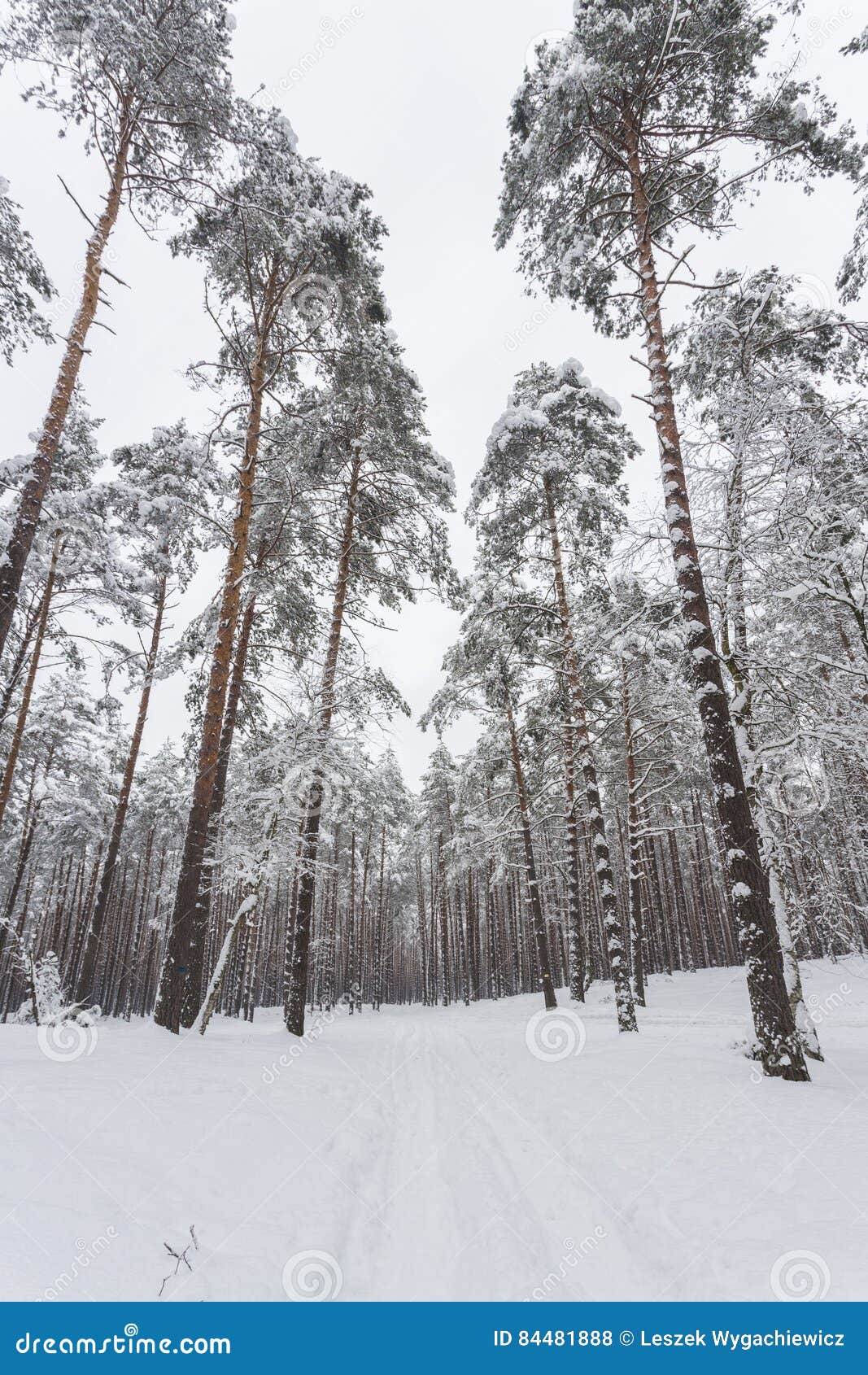 Winter. Pine forest stock photo. Image of storm, shot - 84481888