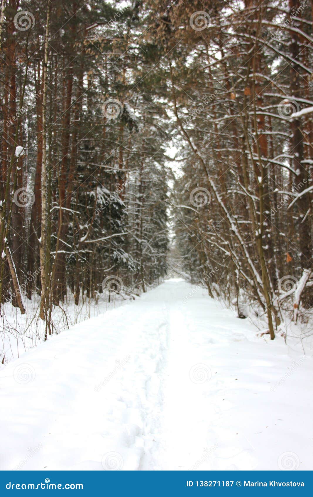 Winter Pine Forest. Cloudy Cold Day Stock Image - Image of beautiful ...