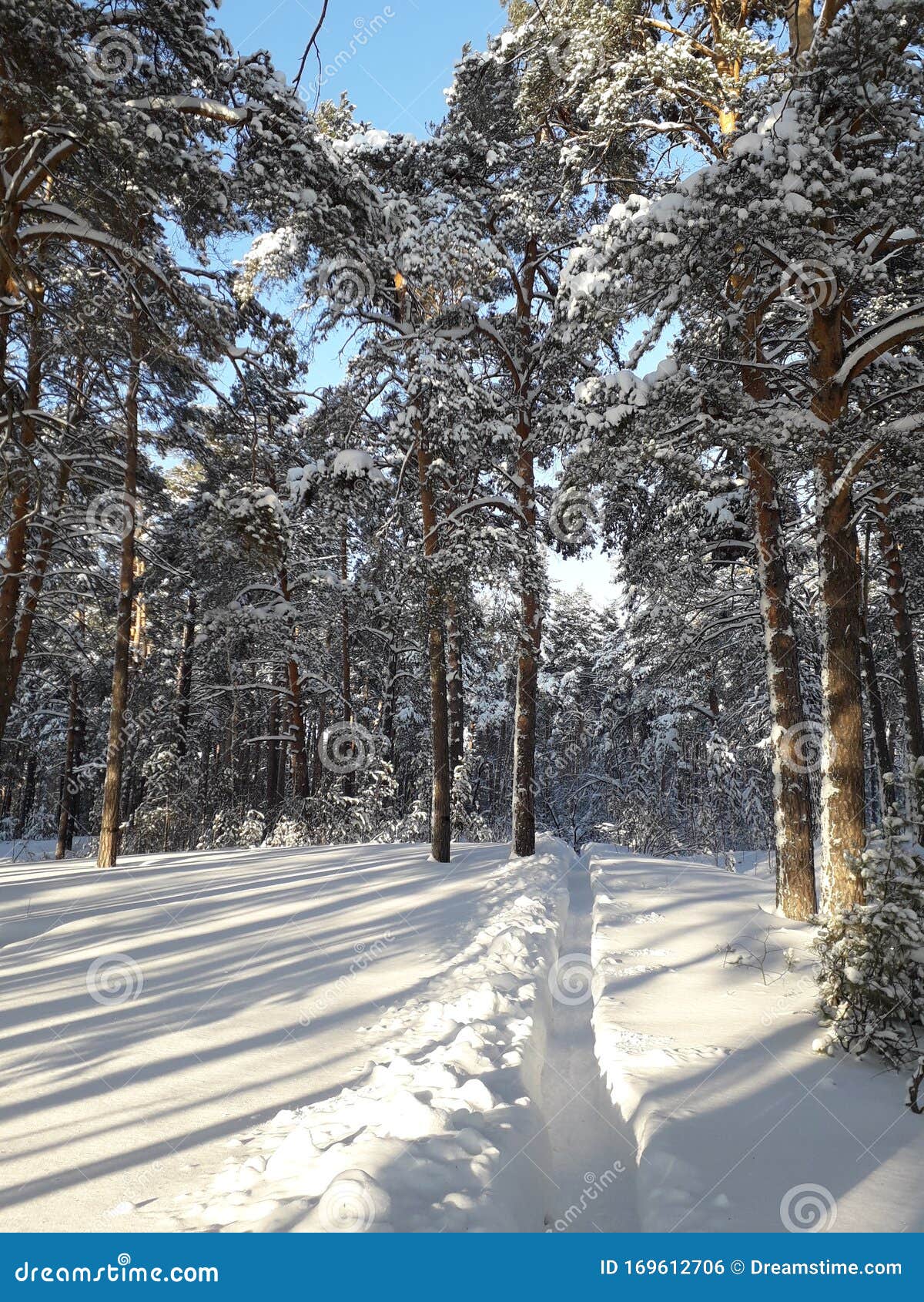 Winter Pine Forest Illuminated by the Sun with a Path Dug in the Snow ...