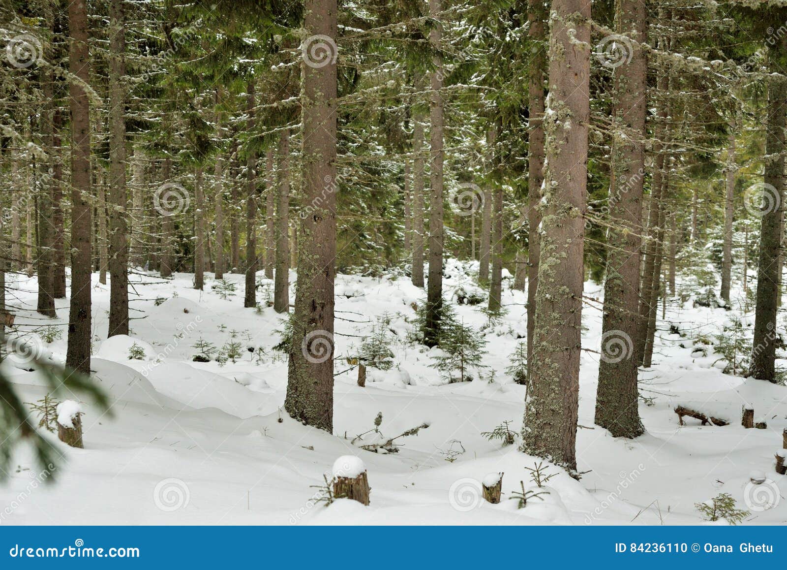 Winter in pine forest stock photo. Image of river, green - 84236110