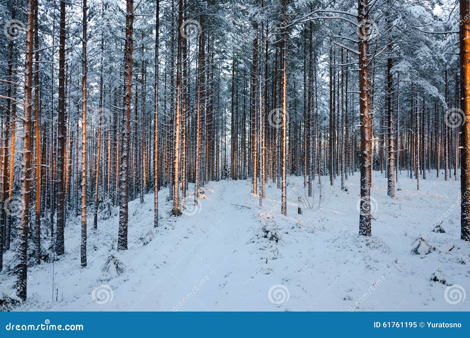 Winter Pine Forest stock image. Image of sunlight, freeze - 61761195