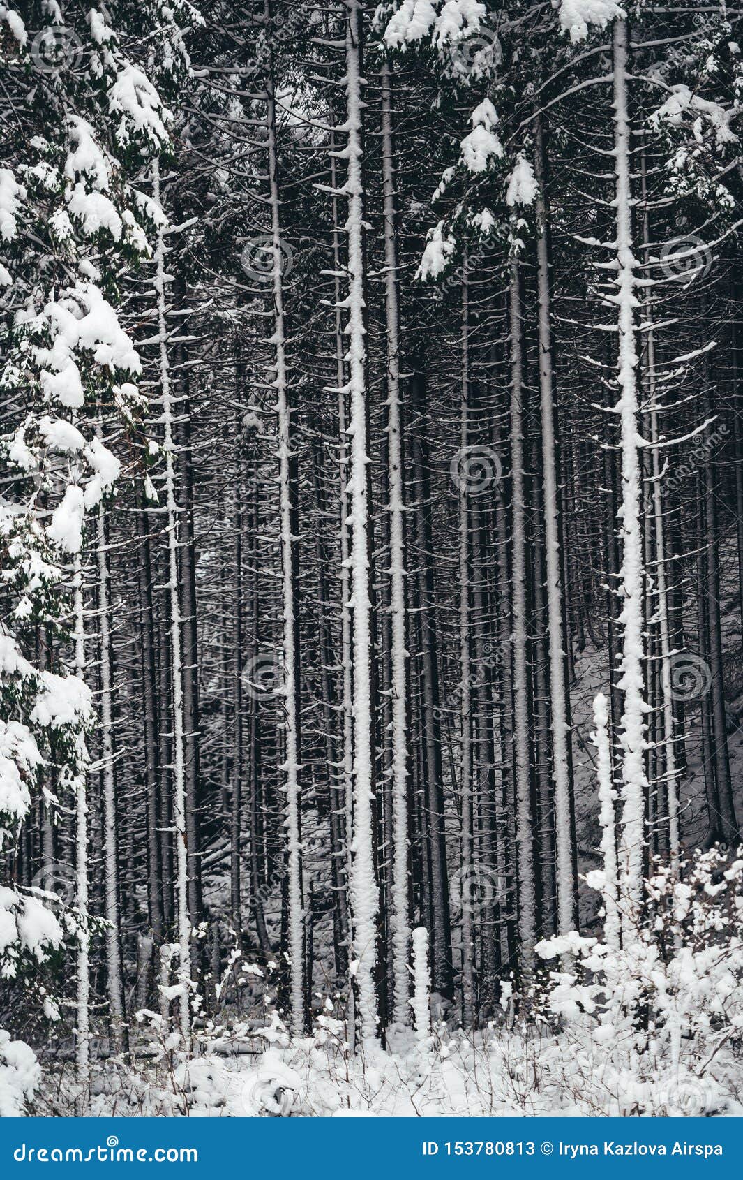 Winter Pine Forest in Snow. Vertical View Stock Image - Image of ...