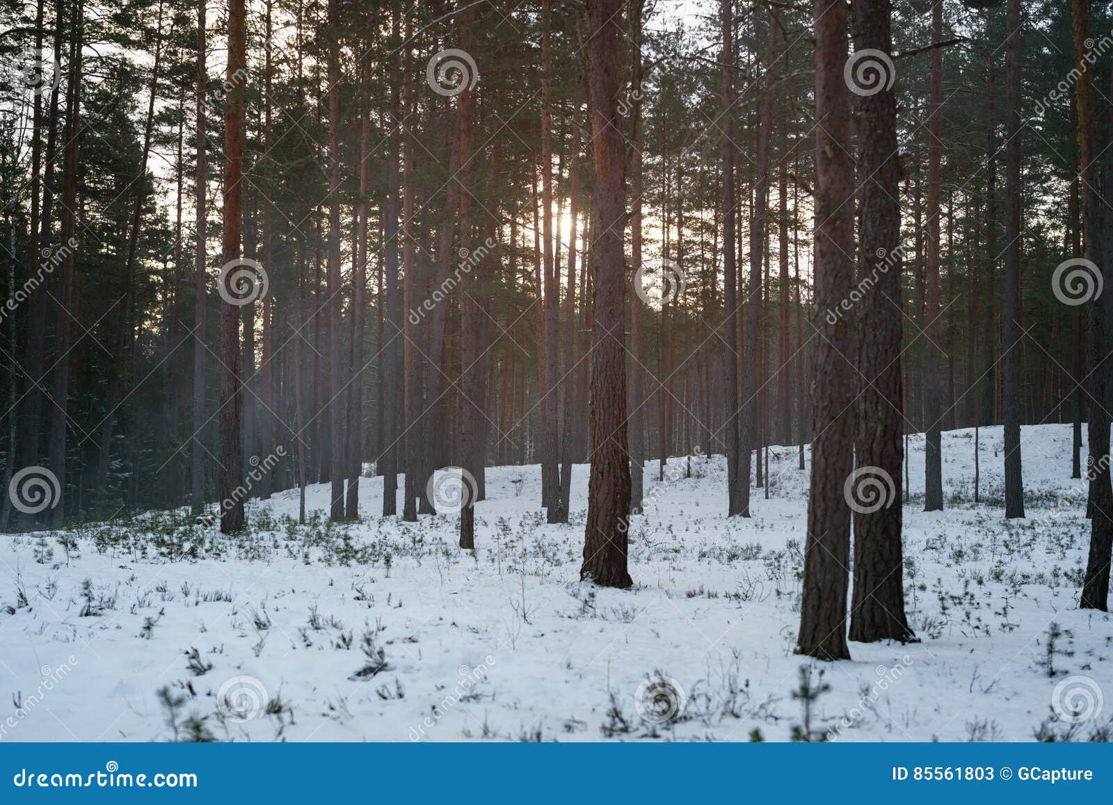 Winter Pine Forest with Sunset Light Stock Image - Image of tree ...