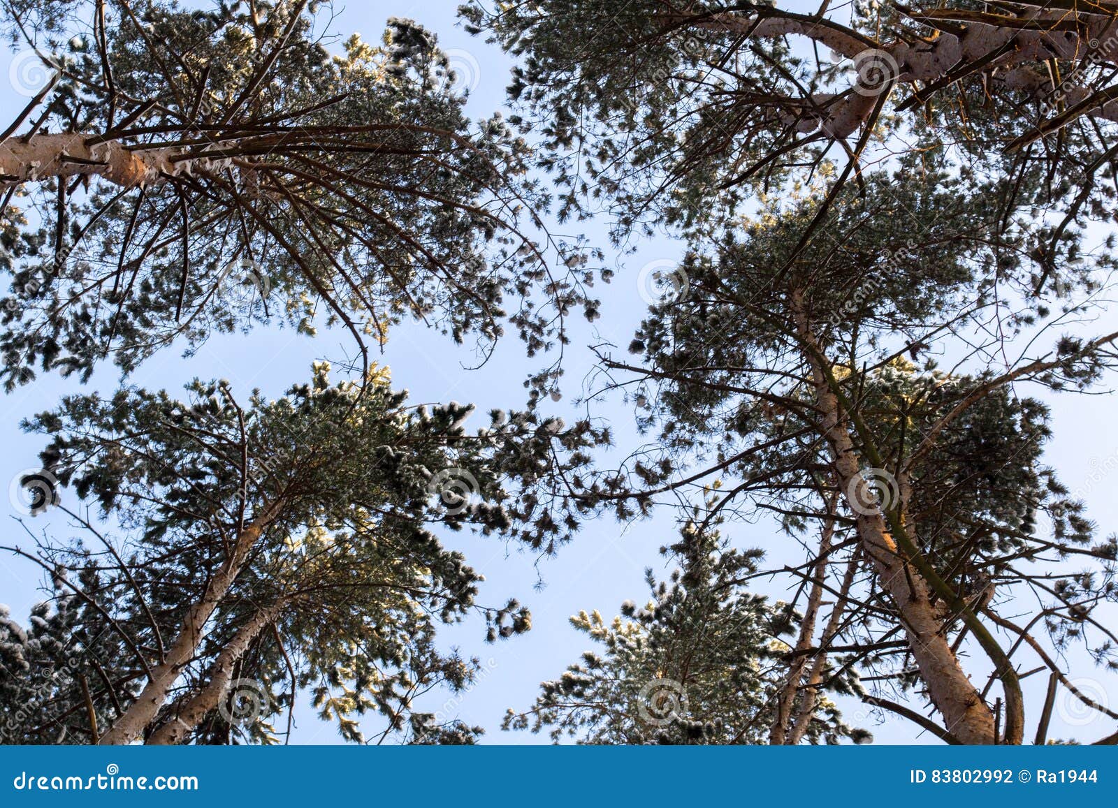 Winter Pine Forest,tree Branches in Snow,tops of the Trees Stock Photo ...