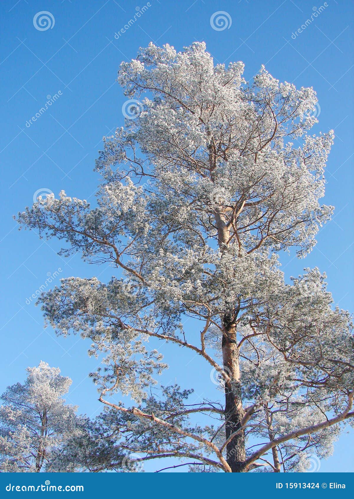 Winter pine tree stock photo. Image of snow, frost, branch - 15913424