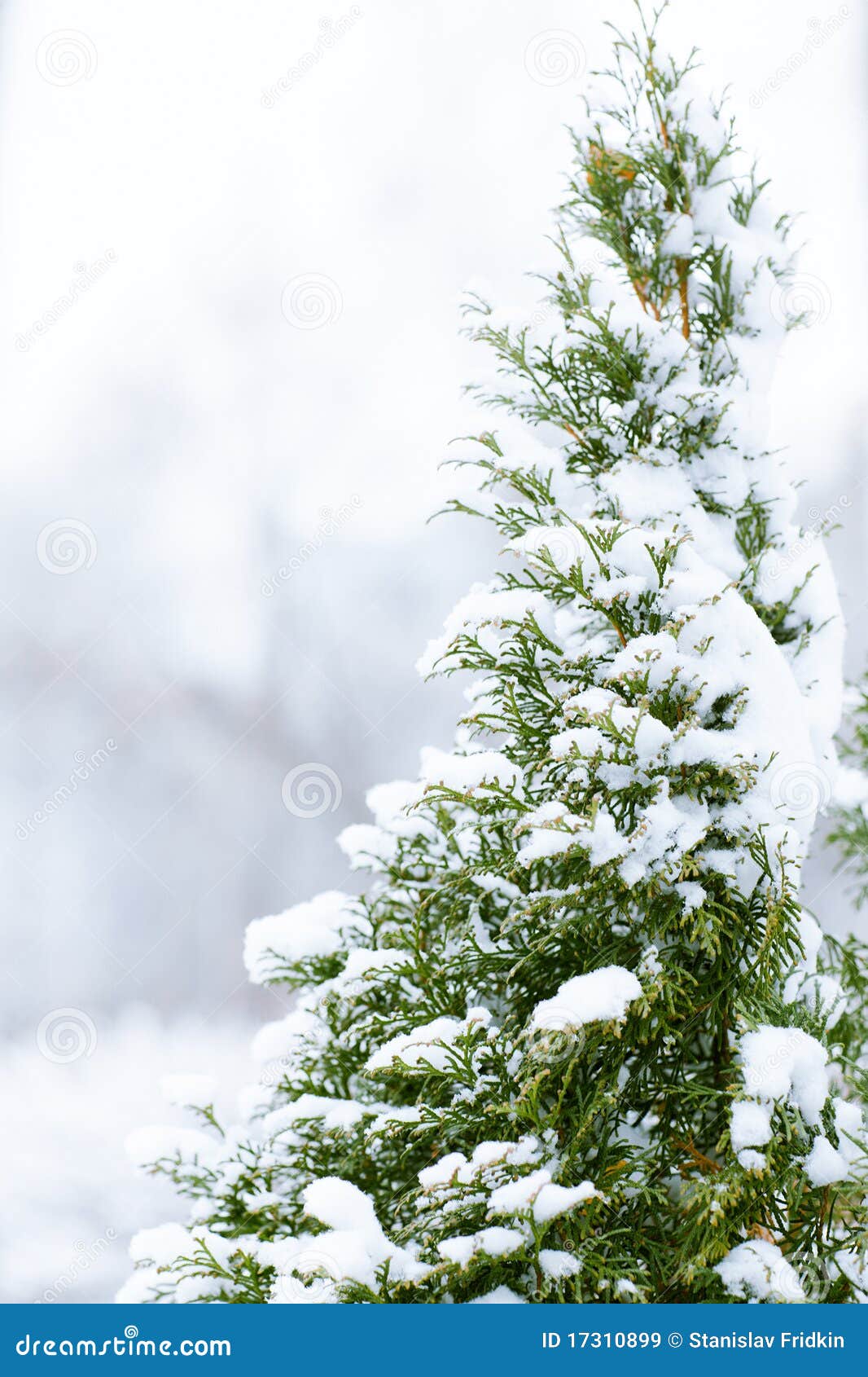 Winter pine-tree stock image. Image of pine, xmas, snow - 17310899
