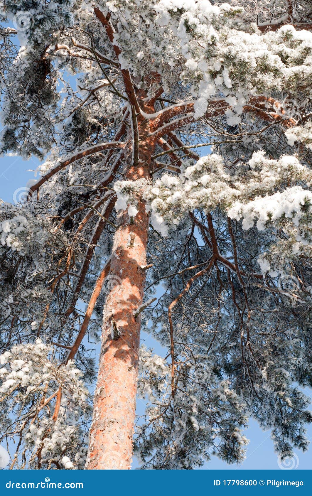 Winter Pine tree stock photo. Image of frost, tree, powder - 17798600