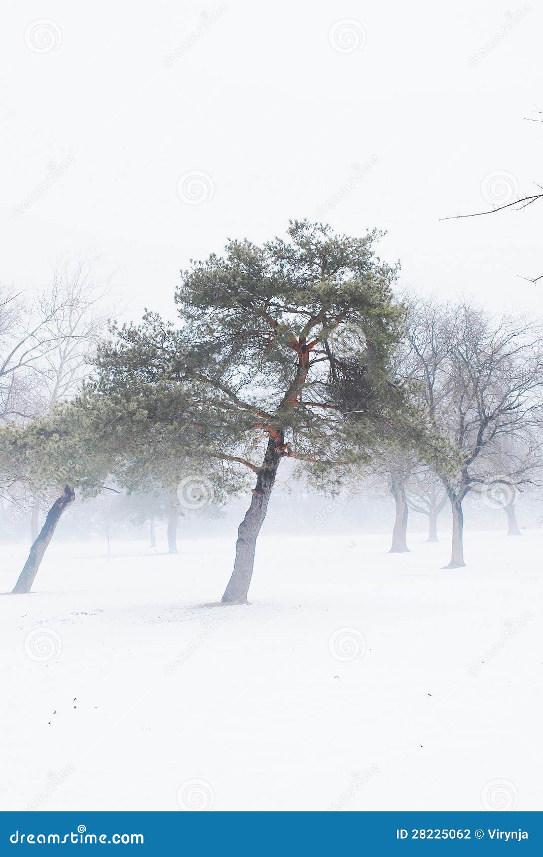 Winter pine tree stock photo. Image of rural, frosty - 28225062