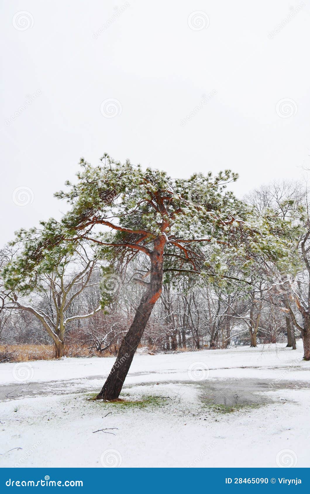 Winter pine tree stock photo. Image of cold, rural, place - 28465090
