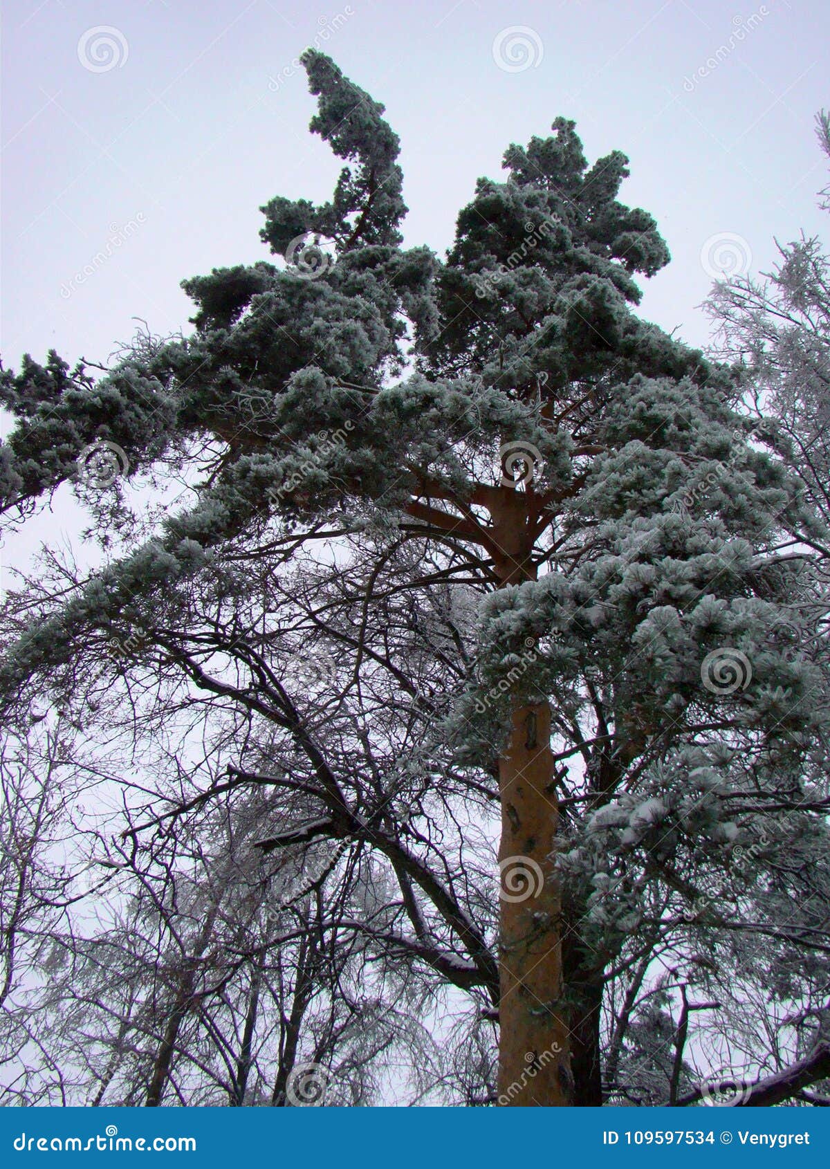 A pine tree bottom view stock photo. Image of snowfall - 109597534