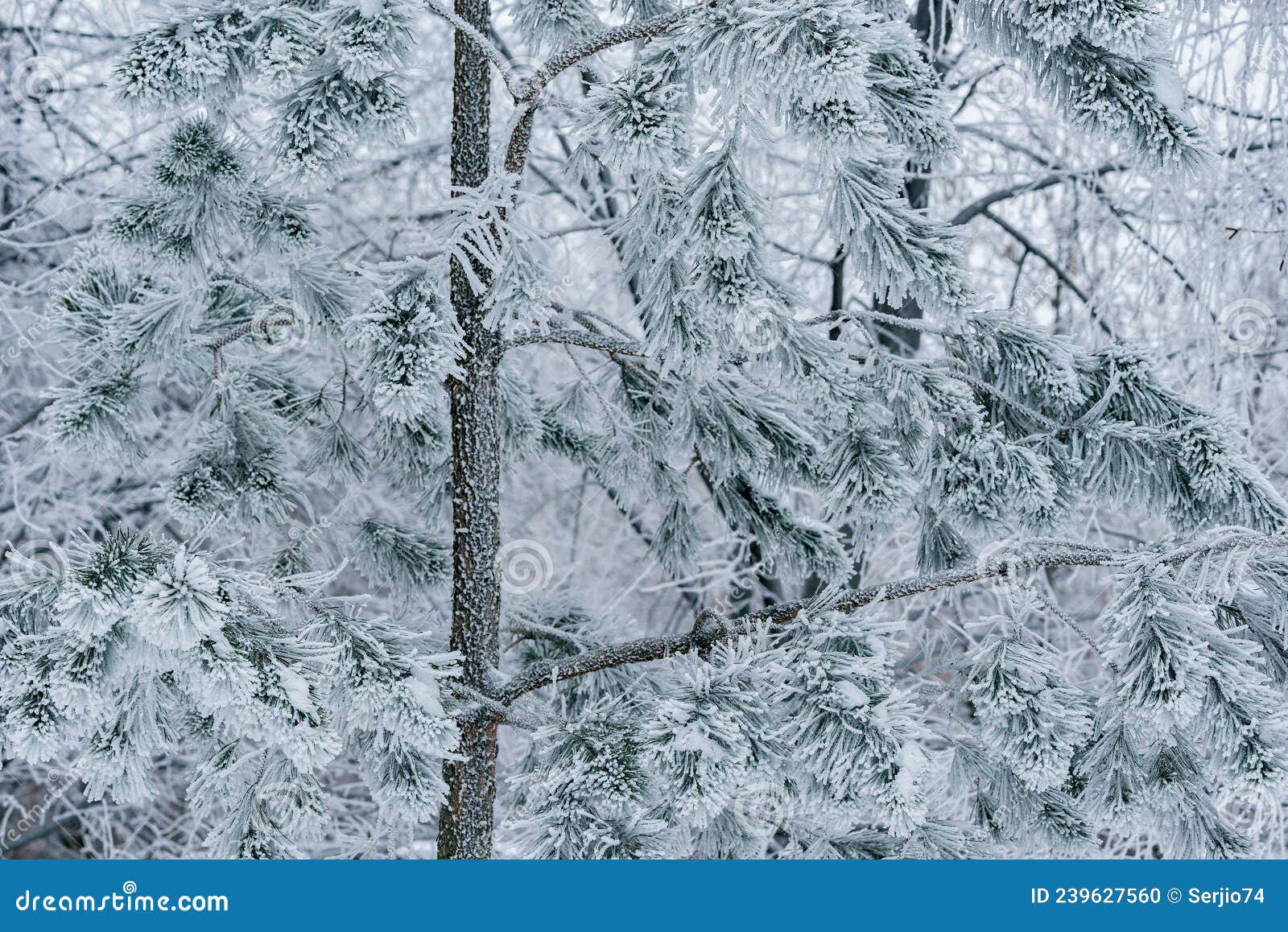 Winter Tree Branches in the Winter Forest. Stock Photo - Image of ...
