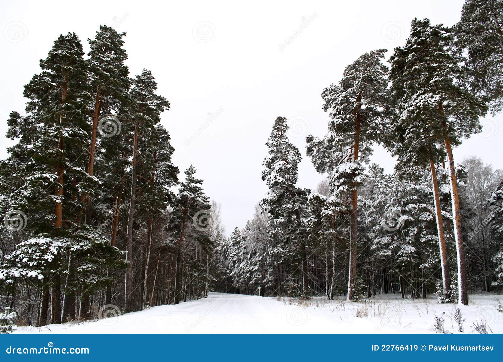 Winter pine tree forest stock image. Image of boundless - 22766419