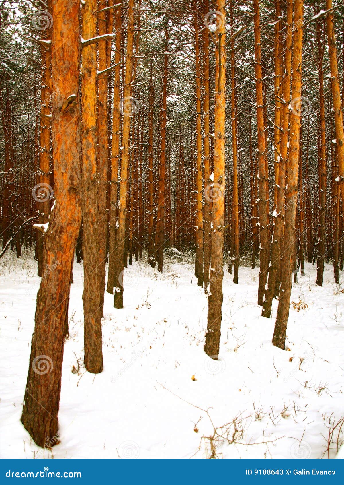 A winter pine tree forest stock image. Image of white - 9188643