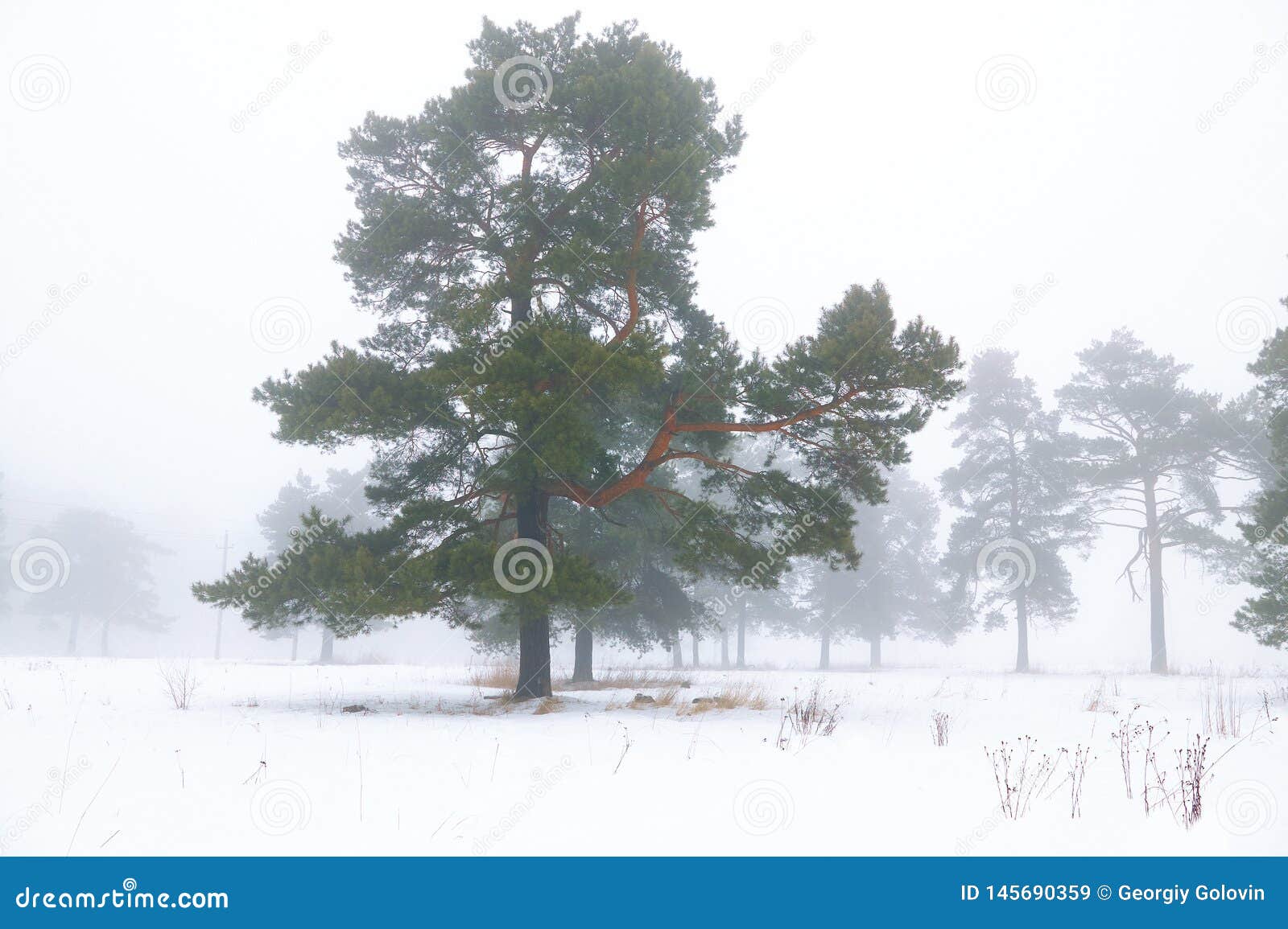 Winter Pine Tree Forest in a Mist Stock Image - Image of leaf, branch ...