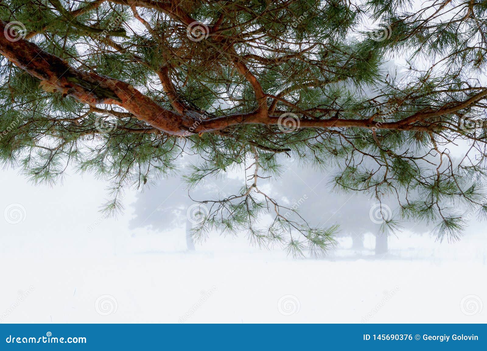 Winter Pine Tree Forest in a Mist Stock Photo - Image of freezing ...