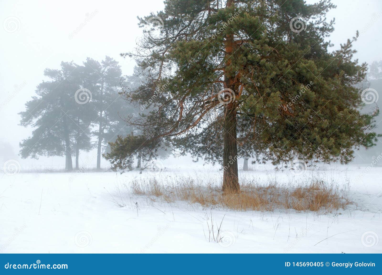 Winter Pine Tree Forest in a Mist Stock Image - Image of mist, cold ...